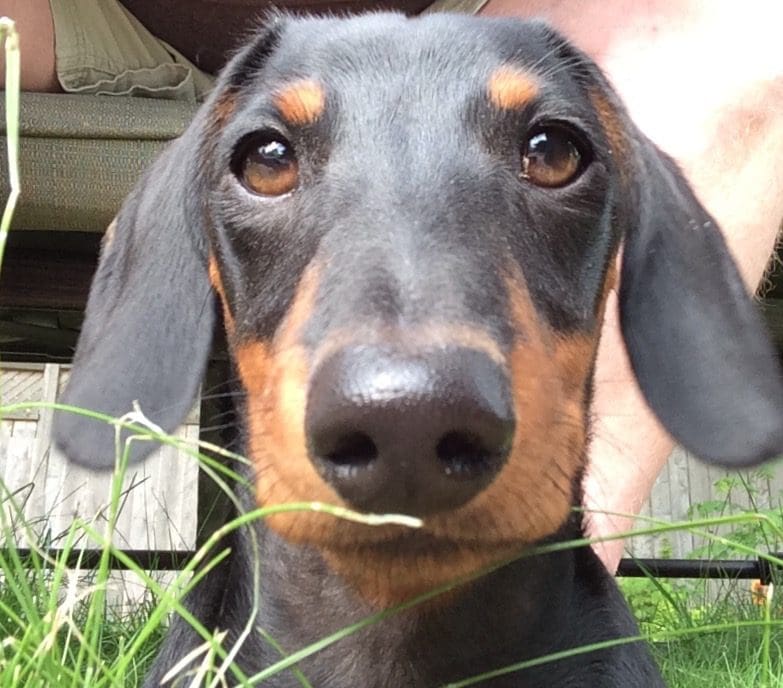 New Sfumato Stitch Embroidery Tutorial